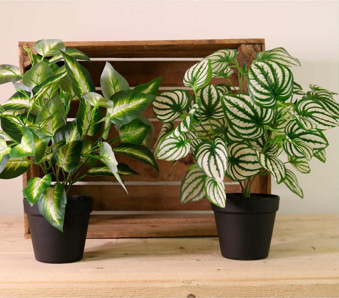 Foliage & Greenery (Arrangements) – Lotus Imports Ltd