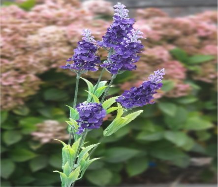 Lavender – Lotus Imports Ltd