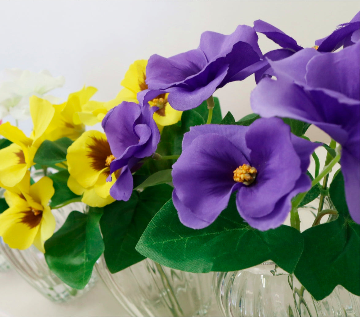Pansy – Lotus Imports Ltd
