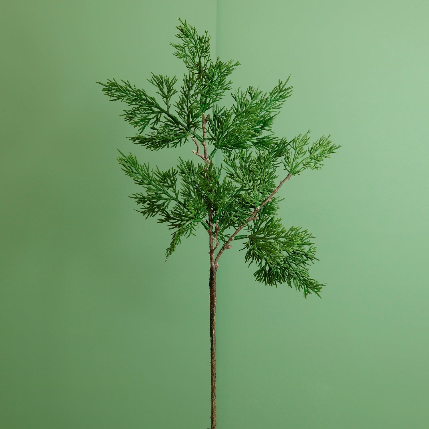 Premium Juniper Pine Conifer Stem (50cm) – Lotus Imports Ltd