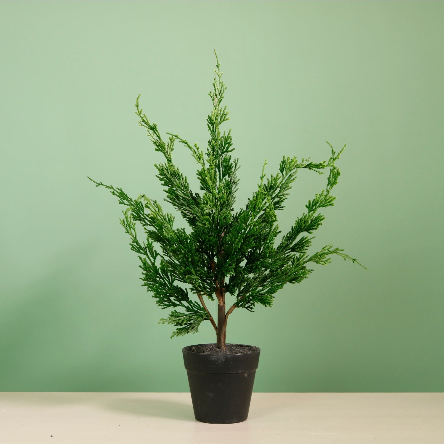 Premium Leylandii Conifer Mini Potted Tree – Lotus Imports Ltd