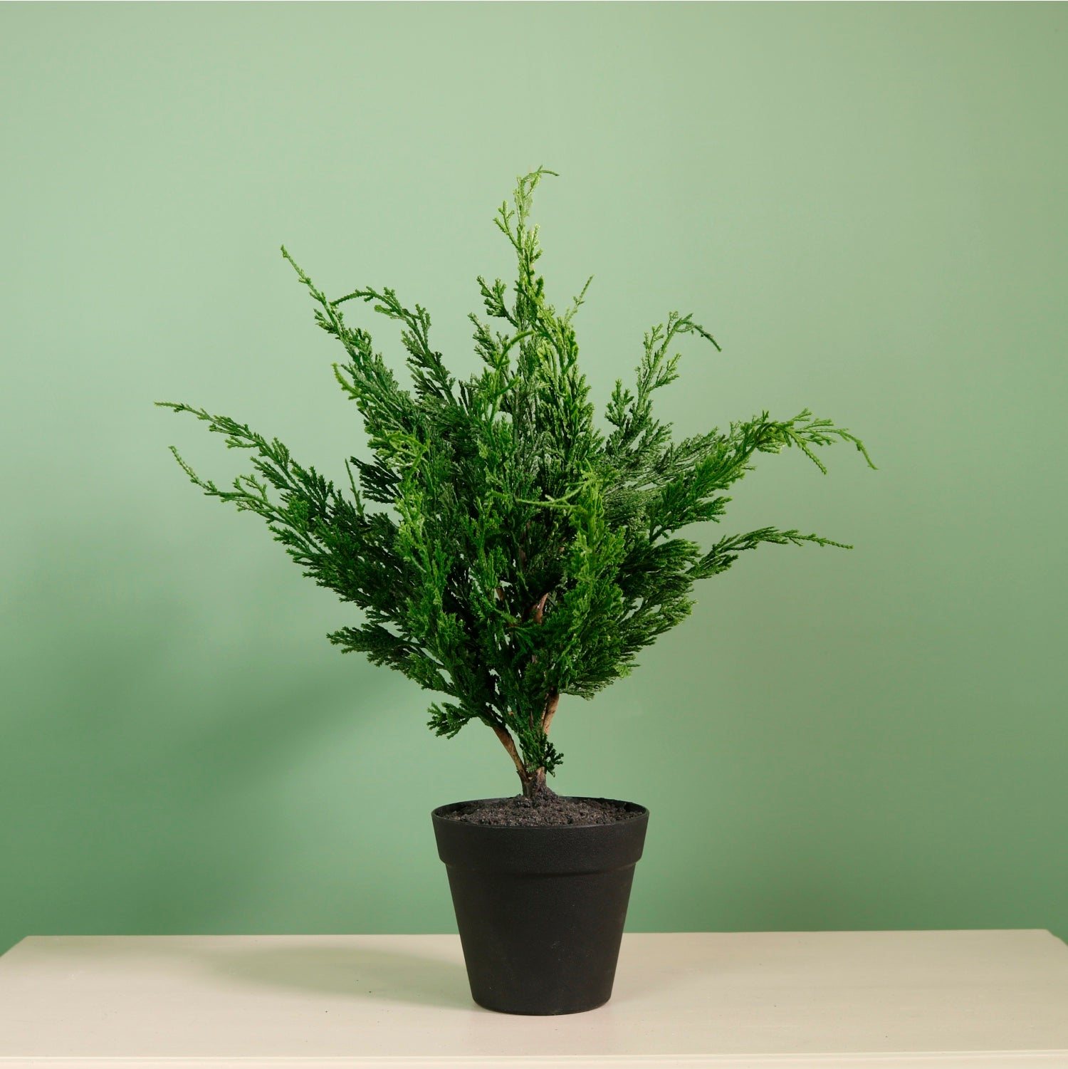 Premium Leylandii Conifer Potted Tree (45cm) – Lotus Imports Ltd