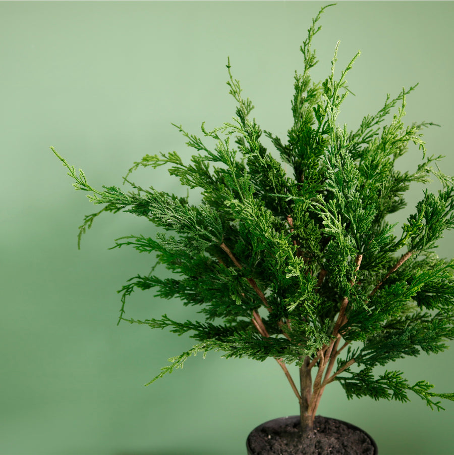 Premium Leylandii Conifer Potted Tree (70cm) – Lotus Imports Ltd