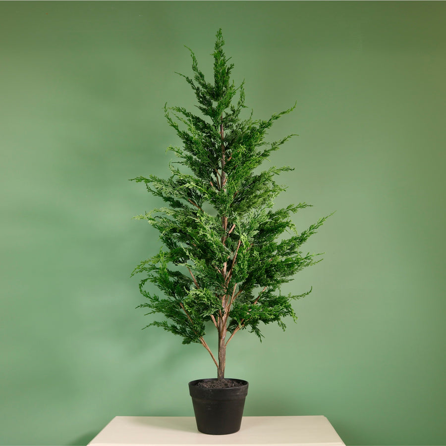 Premium Leylandii Conifer Potted Tree (120cm) – Lotus Imports Ltd