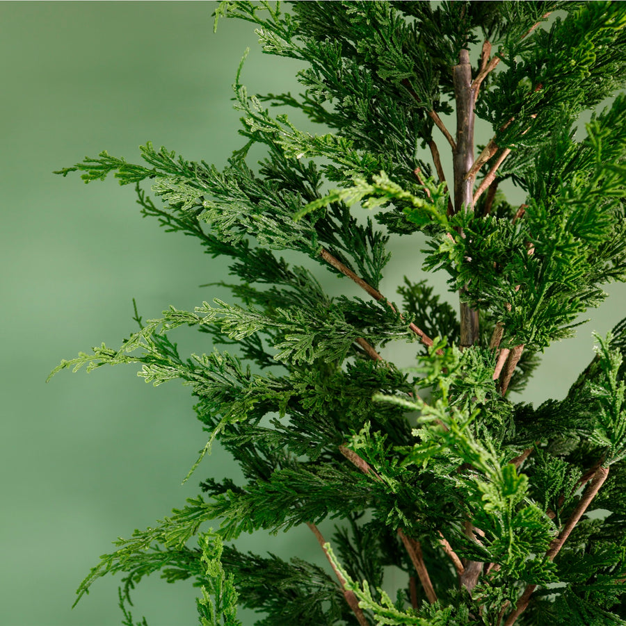 Premium Leylandii Conifer Potted Tree (120cm) – Lotus Imports Ltd