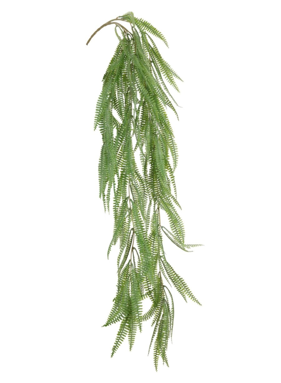 Blechnum Trailing Fern - Lotus Imports Limited – Lotus Imports Ltd