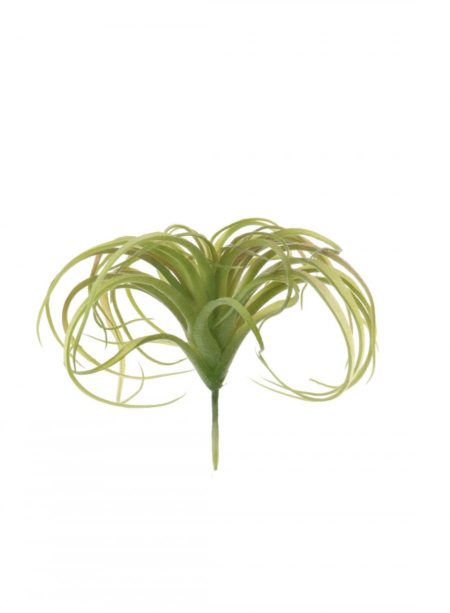 Spider Succulent - Lotus Imports Limited – Lotus Imports Ltd