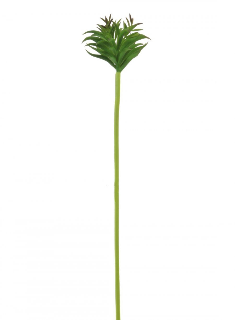 Chalk Finger Succulent - Lotus Imports Limited – Lotus Imports Ltd