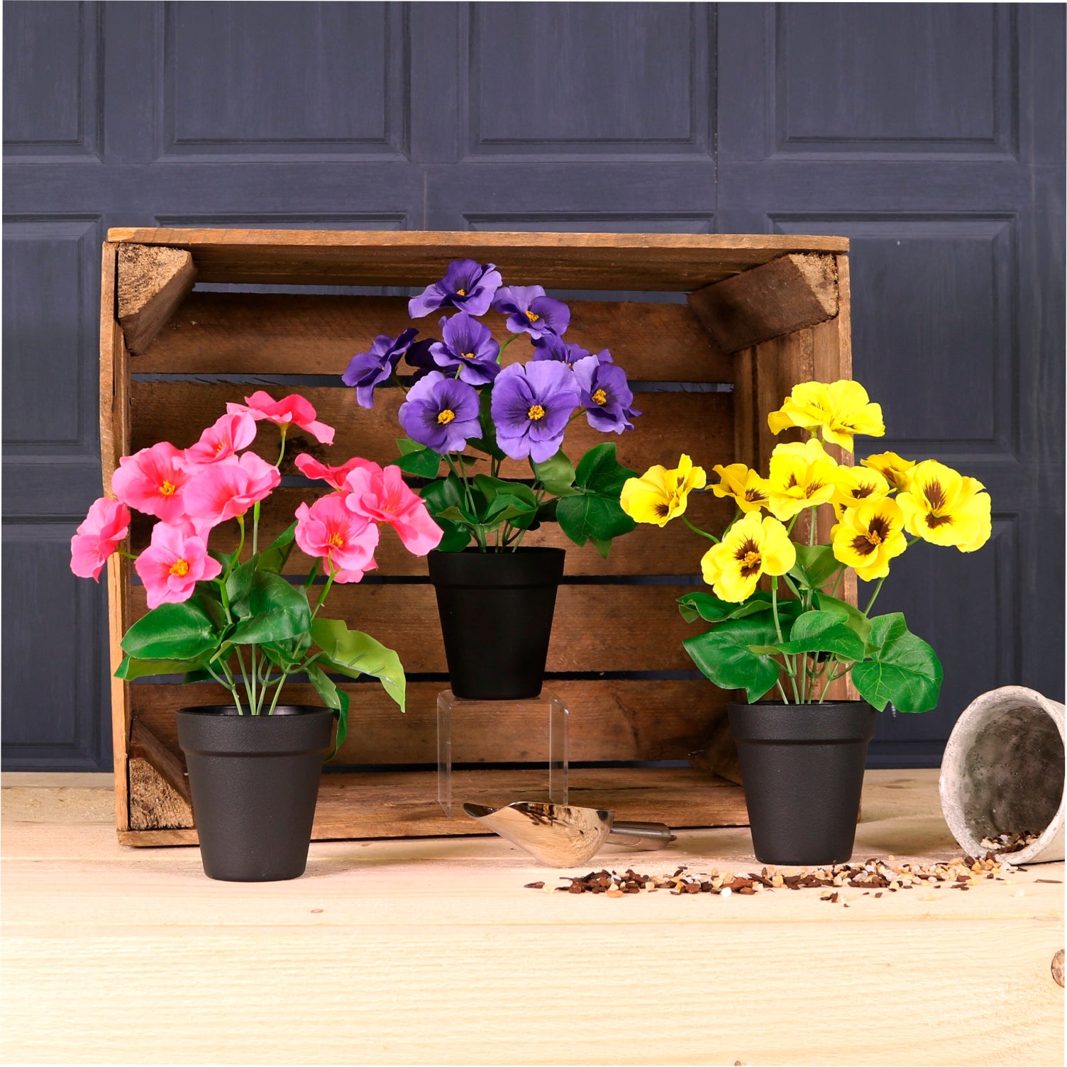 Potted Pansy Arrangements. 3 colours (Mixed Box of 12) – Lotus Imports Ltd